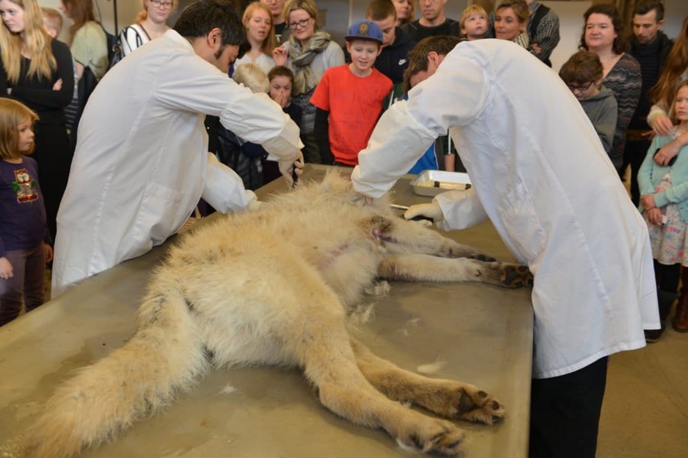 Photo gallery: See this wolf getting dissected