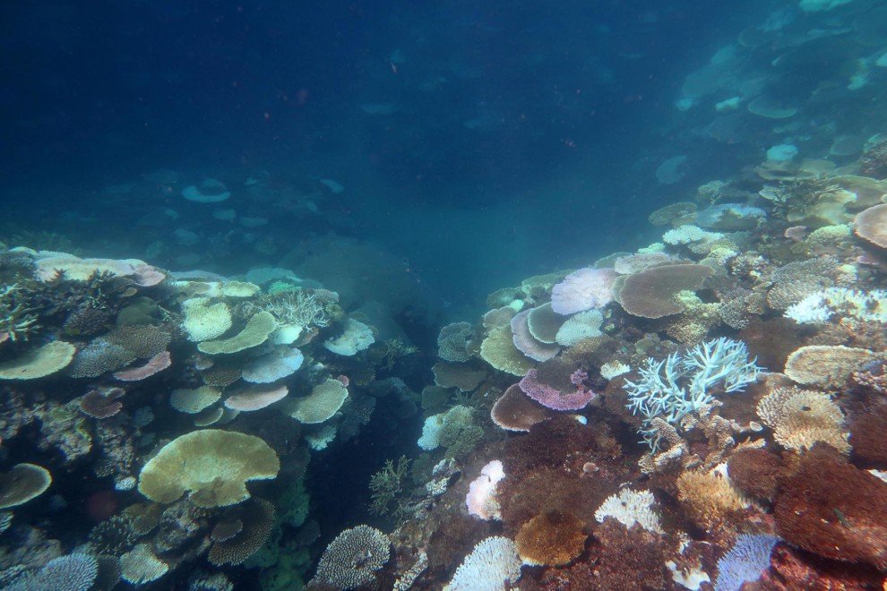 UCPH student’s photos of dying coral reef go global