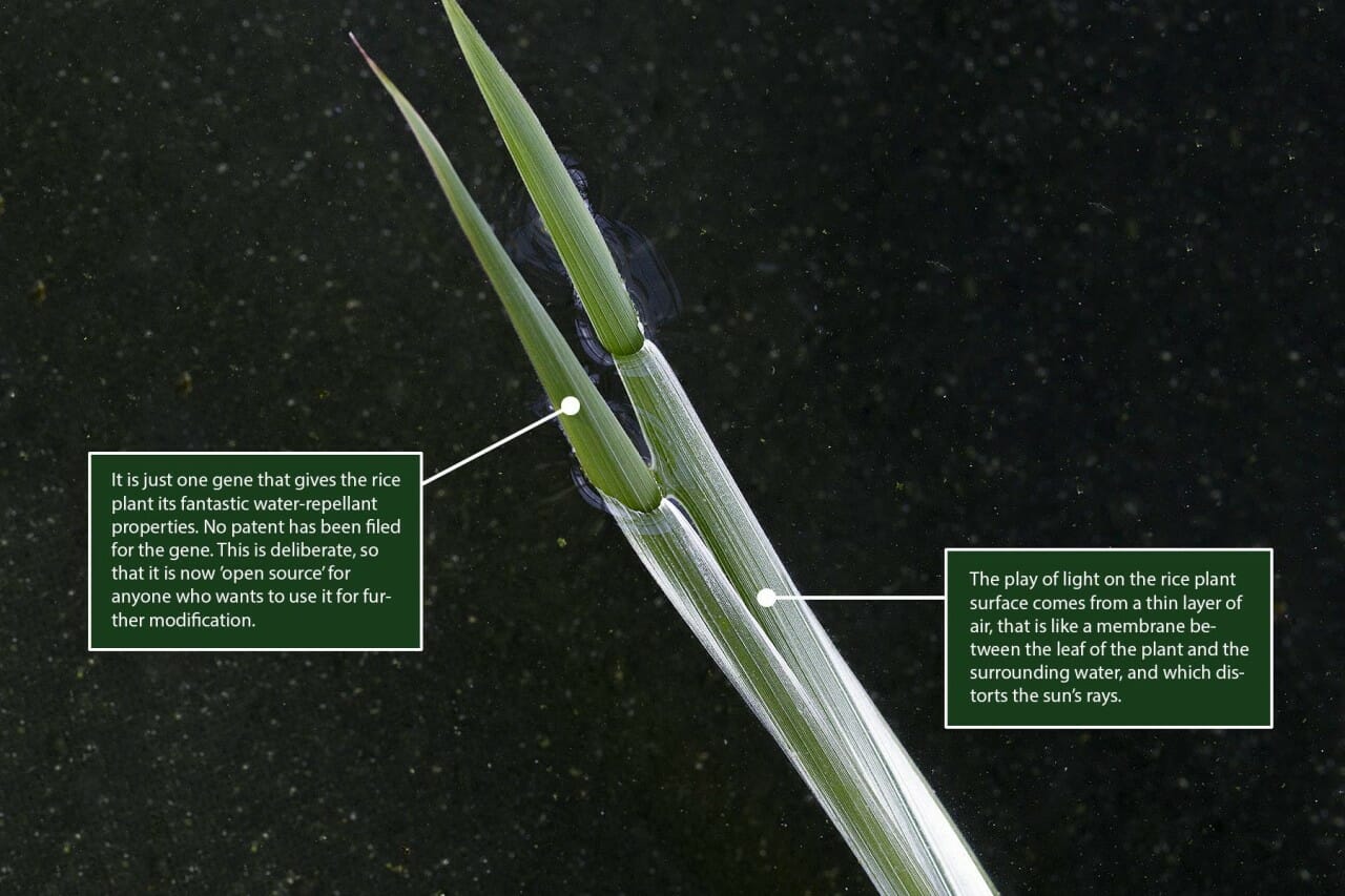 The rice plant with gills
