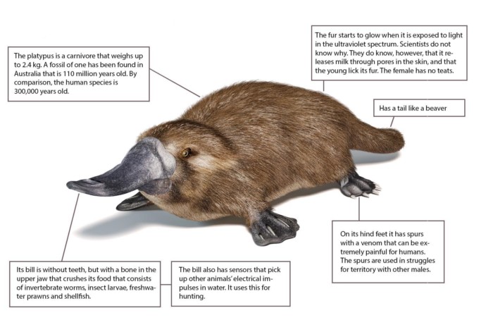 It sweats milk and has glowing fur — the genome of the platypus has ...