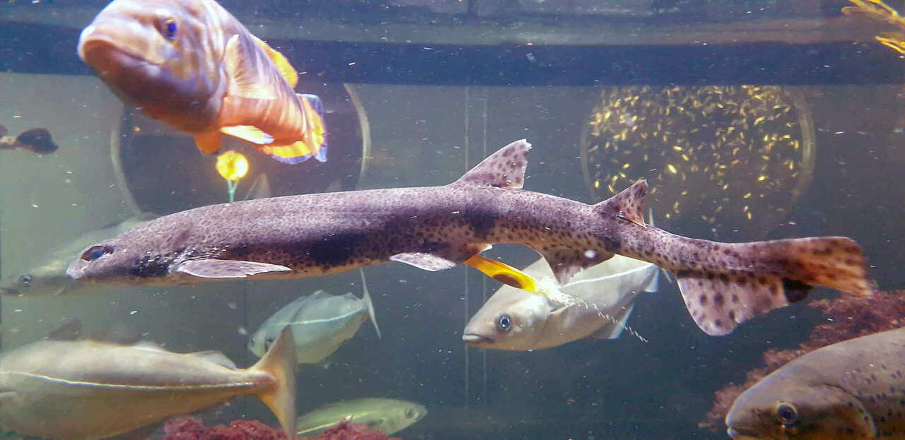 Øresundsakvariet skærer tre hajer op i påskeferien