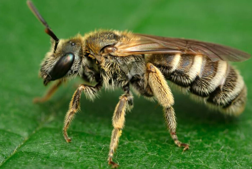 They thought it was extinct: Bee seen for the first time since 1973